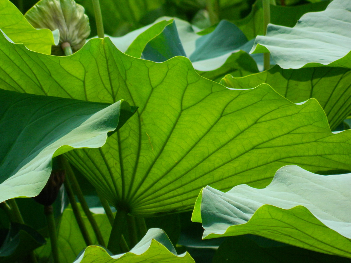 LA MULTI ANI, ROMANIA!: Frunze de nufar