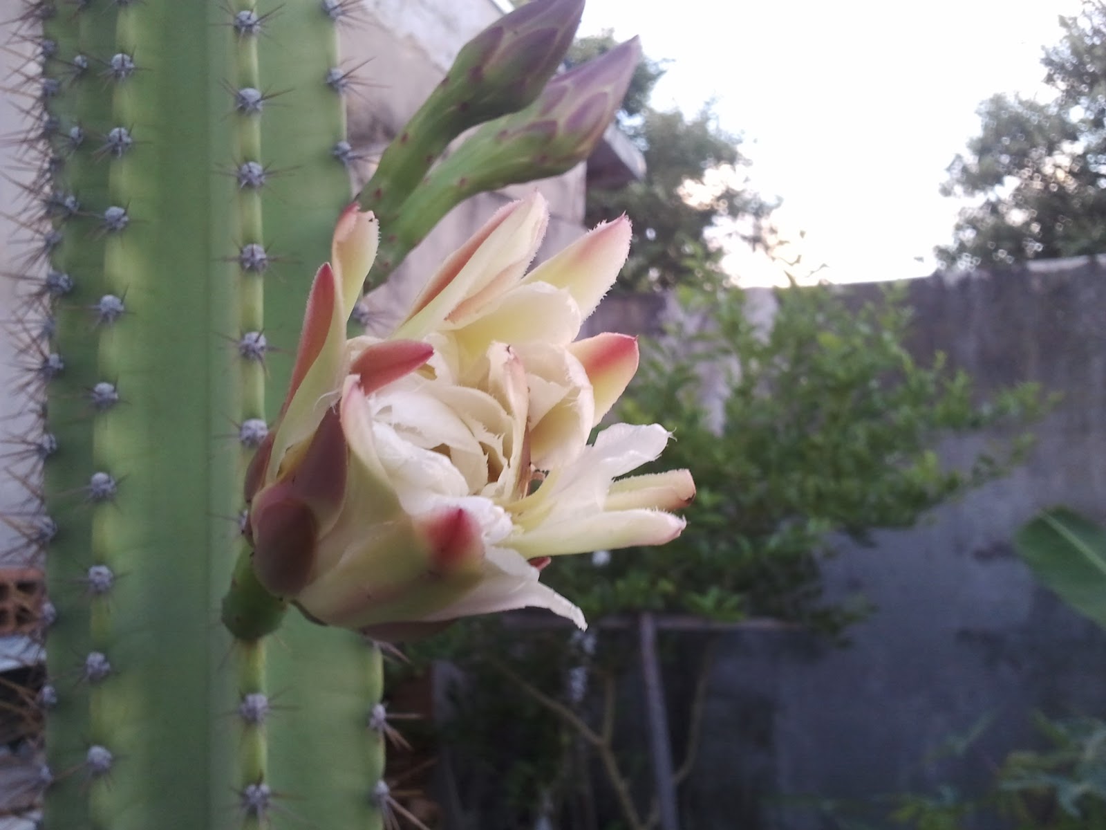 Trajetória: Flor de Mandacaru