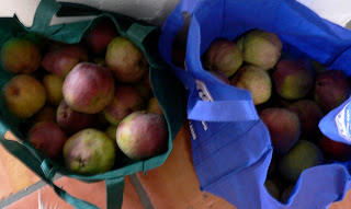 Inside the artisan: Second harvest of September - Red Anjou Pears
