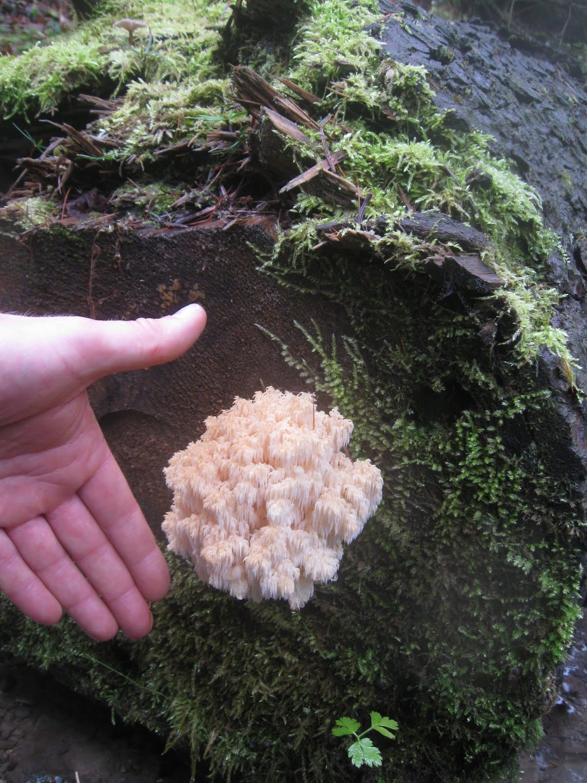 Ciekawe rośliny Przemyśla i okolic: 2019