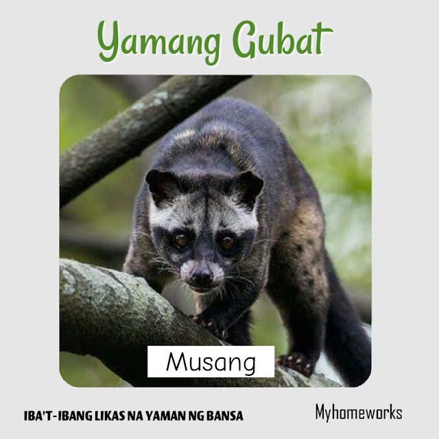 Yamang Gubat
