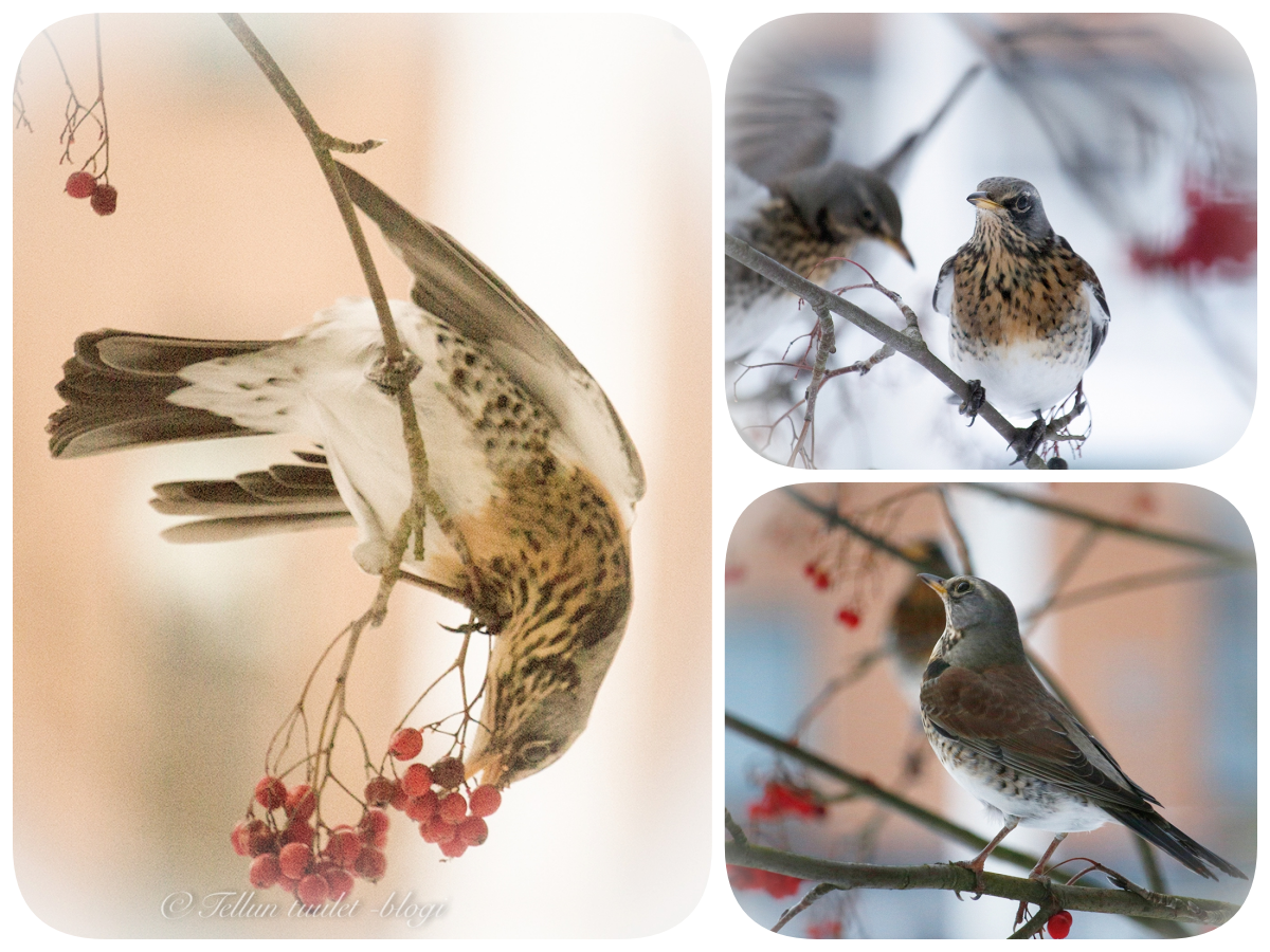 Joulukuun lintukuvat 2