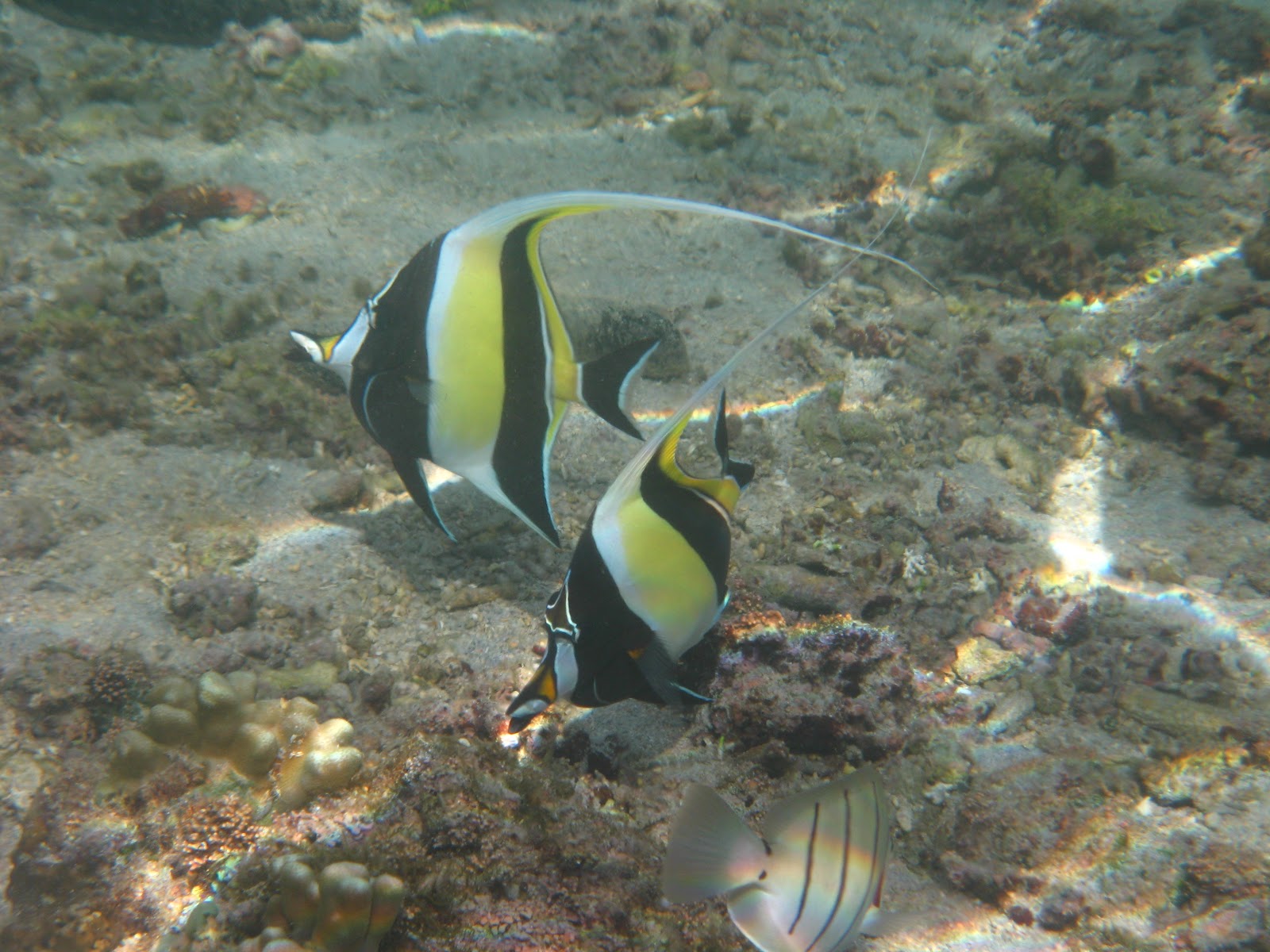 Lagons de la Réunion et ses poissons tropicaux: 2012 04 07 Lagon La Saline