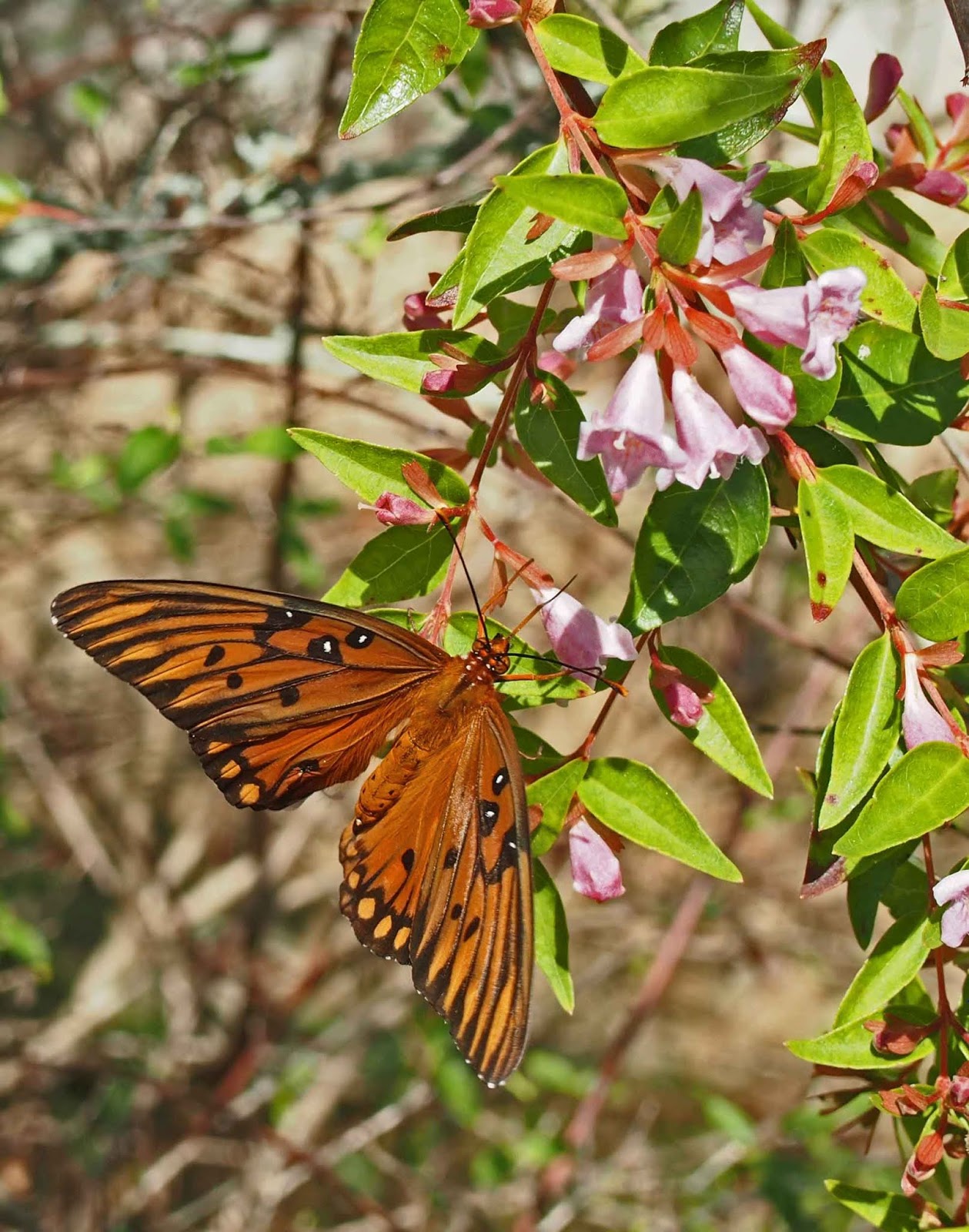 Butterfly in the garden