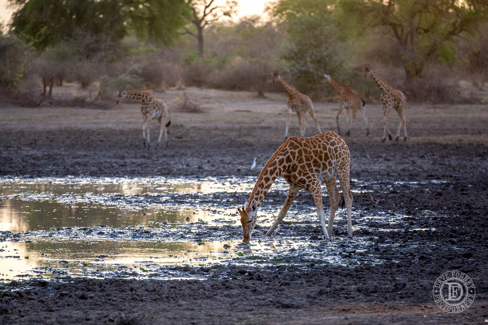 The Forney Flyer: Animal Encounters in Chad