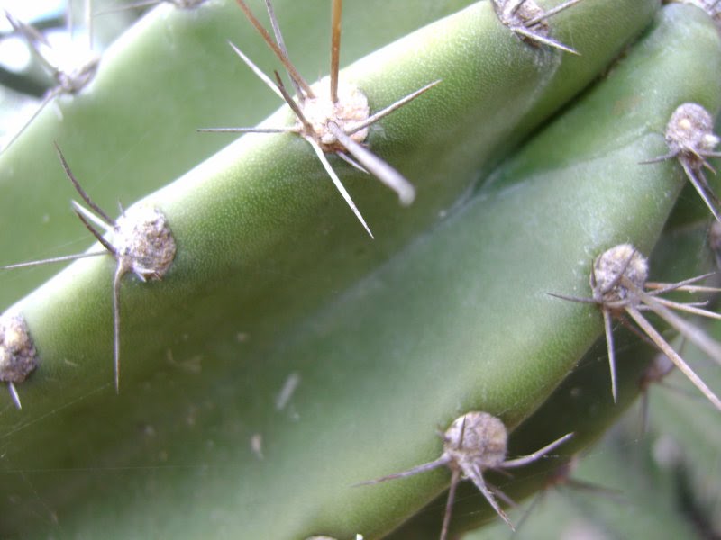 Mandacaru De 3 Quinas - RETOEDU