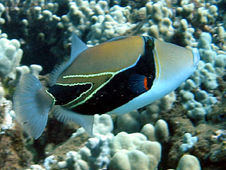 Info-Junction Blog: Reef Triggerfish