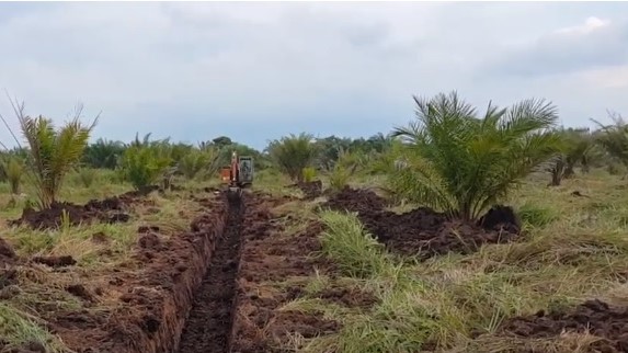 TC CILACAP.COM: JENIS PARIT DI PERKEBUNAN KELAPA SAWIT