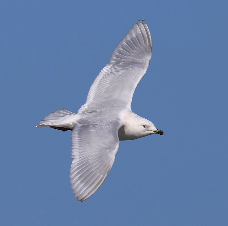 Murfs Wildlife : Iceland Gull with dark wing edges