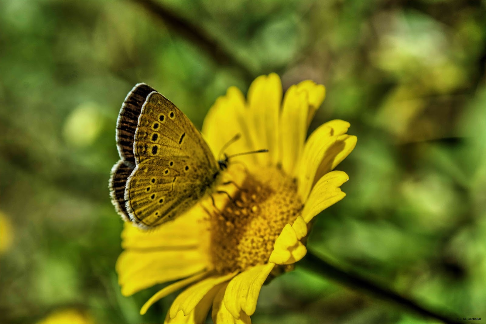 El Blog de Isa y Juan: Escamas azules