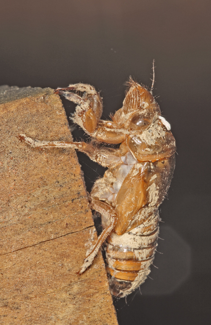 BunyipCo: January 2012