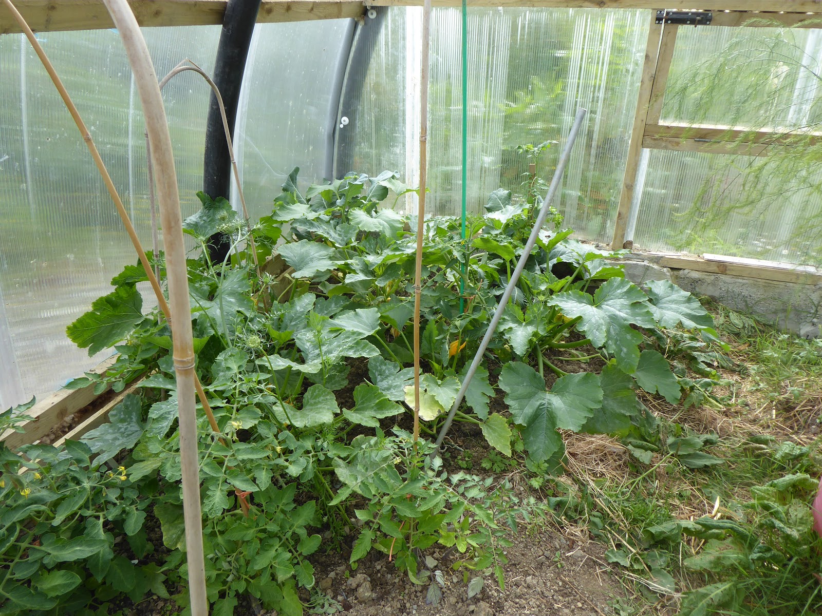 Us in Orkney: polycrub update