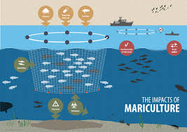 MARICULTURE