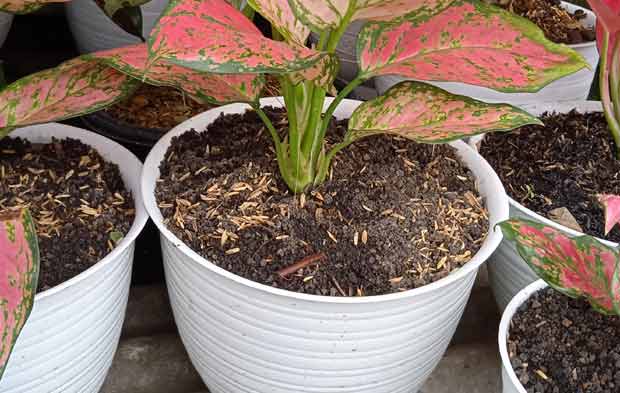 Media Tanam Paling Cocok untuk Tanaman Hias, Ada Kering Ada Basah