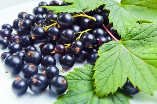 Blackcurrant leaves tea,uses,Health benefits