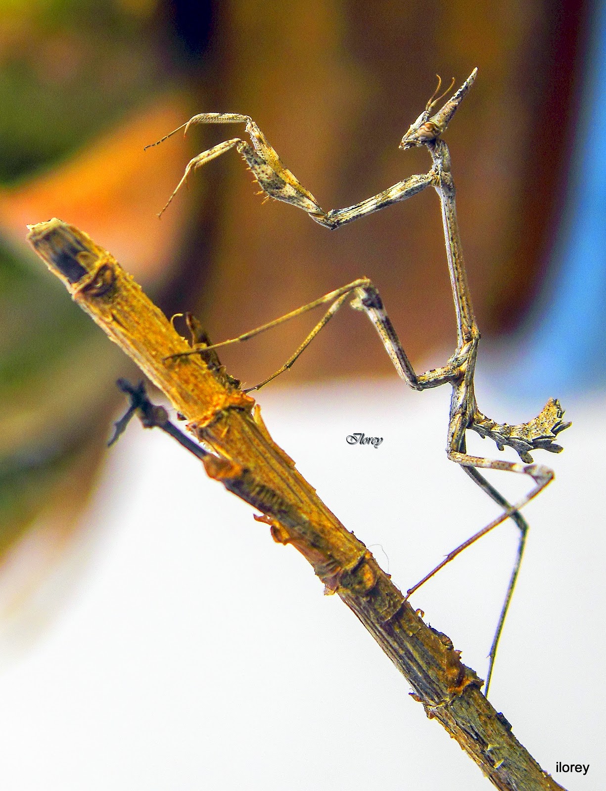 Ilorey artesanía en madera: Mantis religiosa (Ilorey)