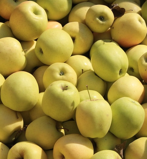 Llavors-Semillas-Seeds: Llista de varietats de fruiters que disposen de ...