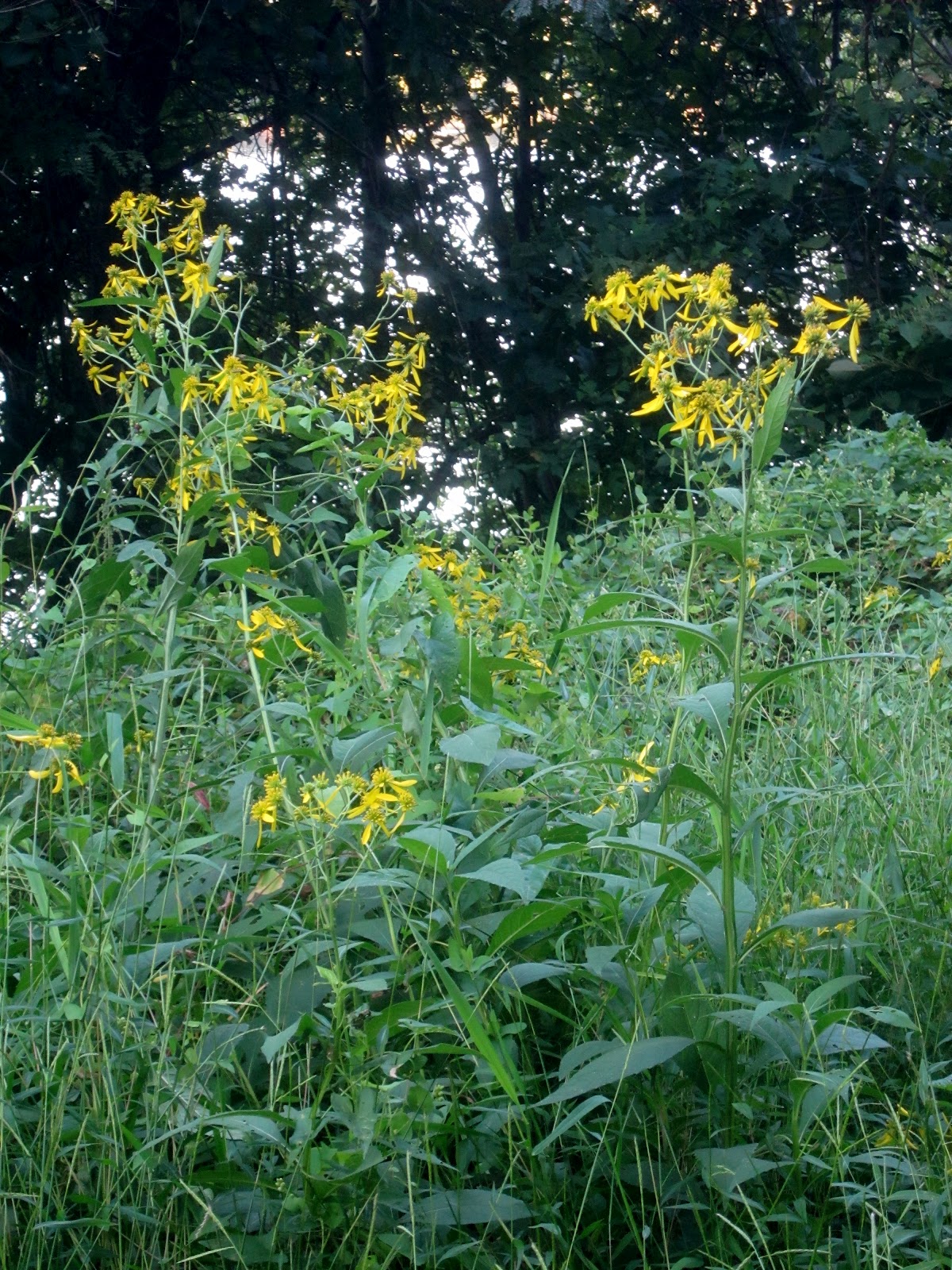 WeedsNWildflowers: Wingstem, Yellow Ironweed - Verbesina alternifolia