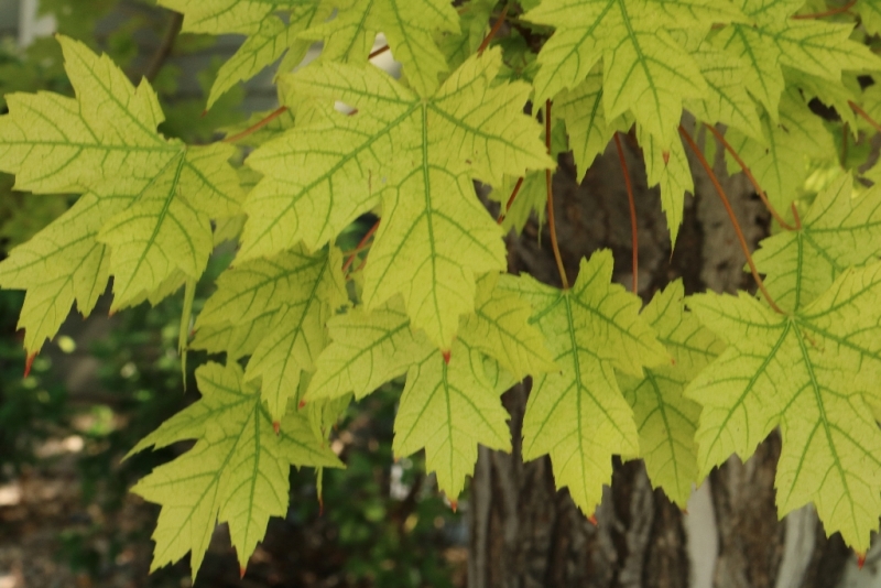 The Flower Bin: Treating Iron Chlorosis in Trees
