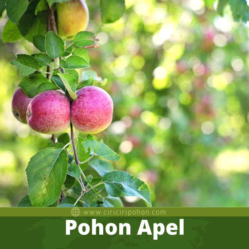 Ciri-Ciri Pohon Apel yang Sudah Siap Panen - Ciriciripohon.com