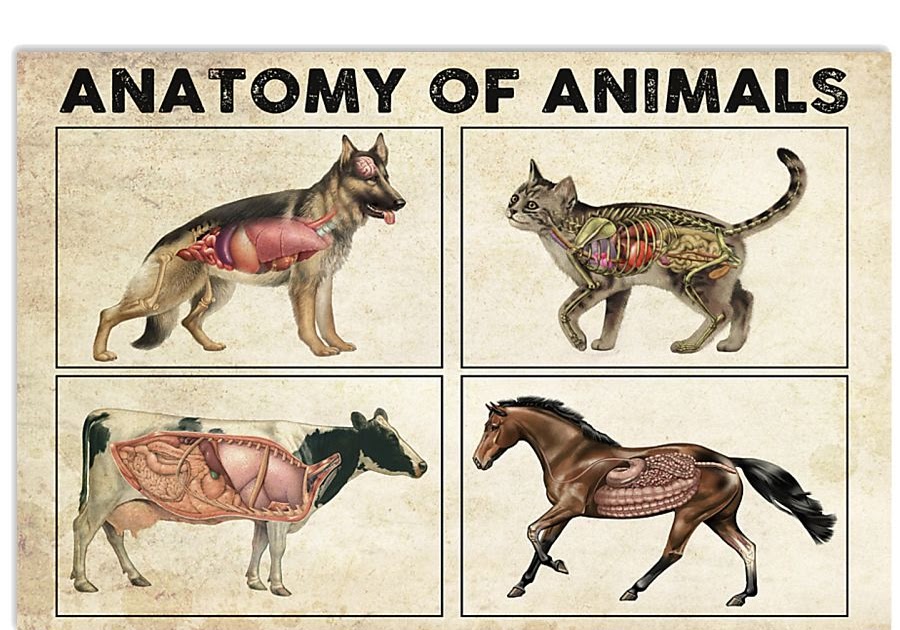Anatomy Of Animals Poster