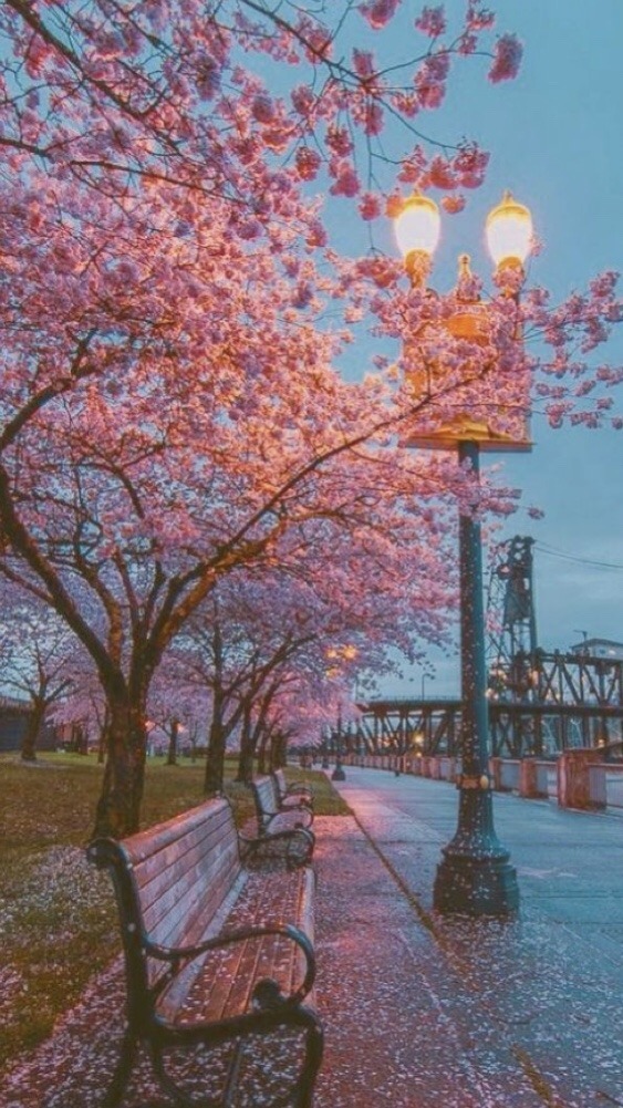 50+ Nature Lock Screen Wallpapaper, Grab Fast!