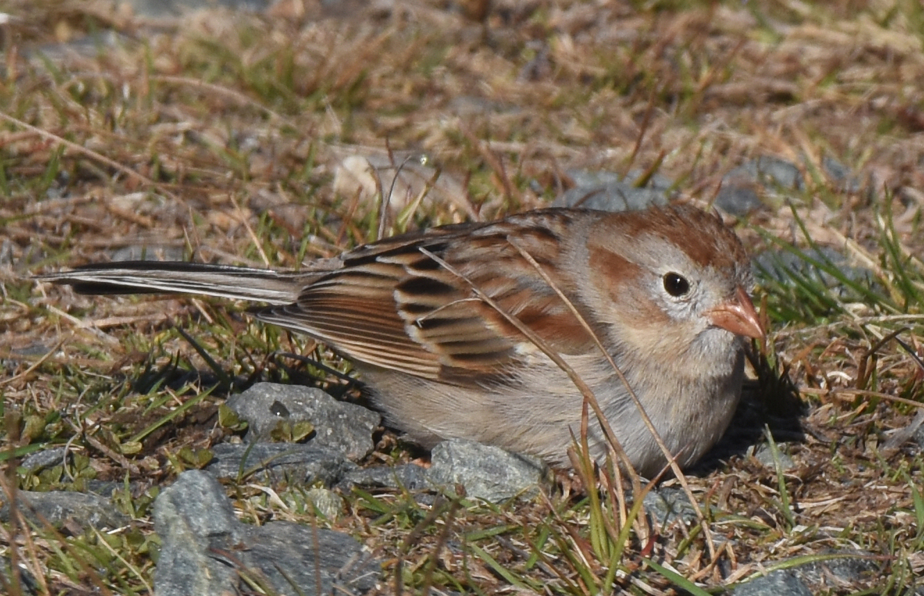 Notes from Halibut Point: Consider the Sparrow