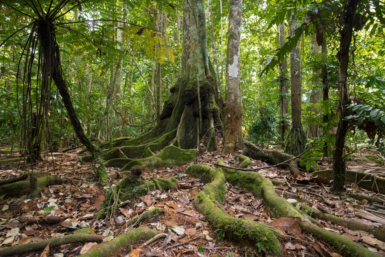 Madidi National Park - Bolivia Travel, Tours, Hotels, Attractions