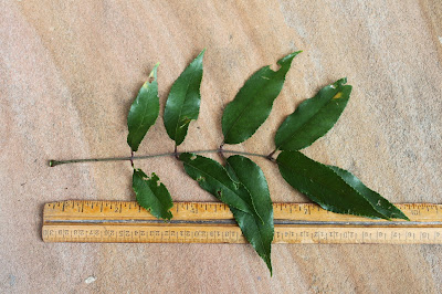 Centenary College Arboretum: Tree of the Week: Toothache Tree ...