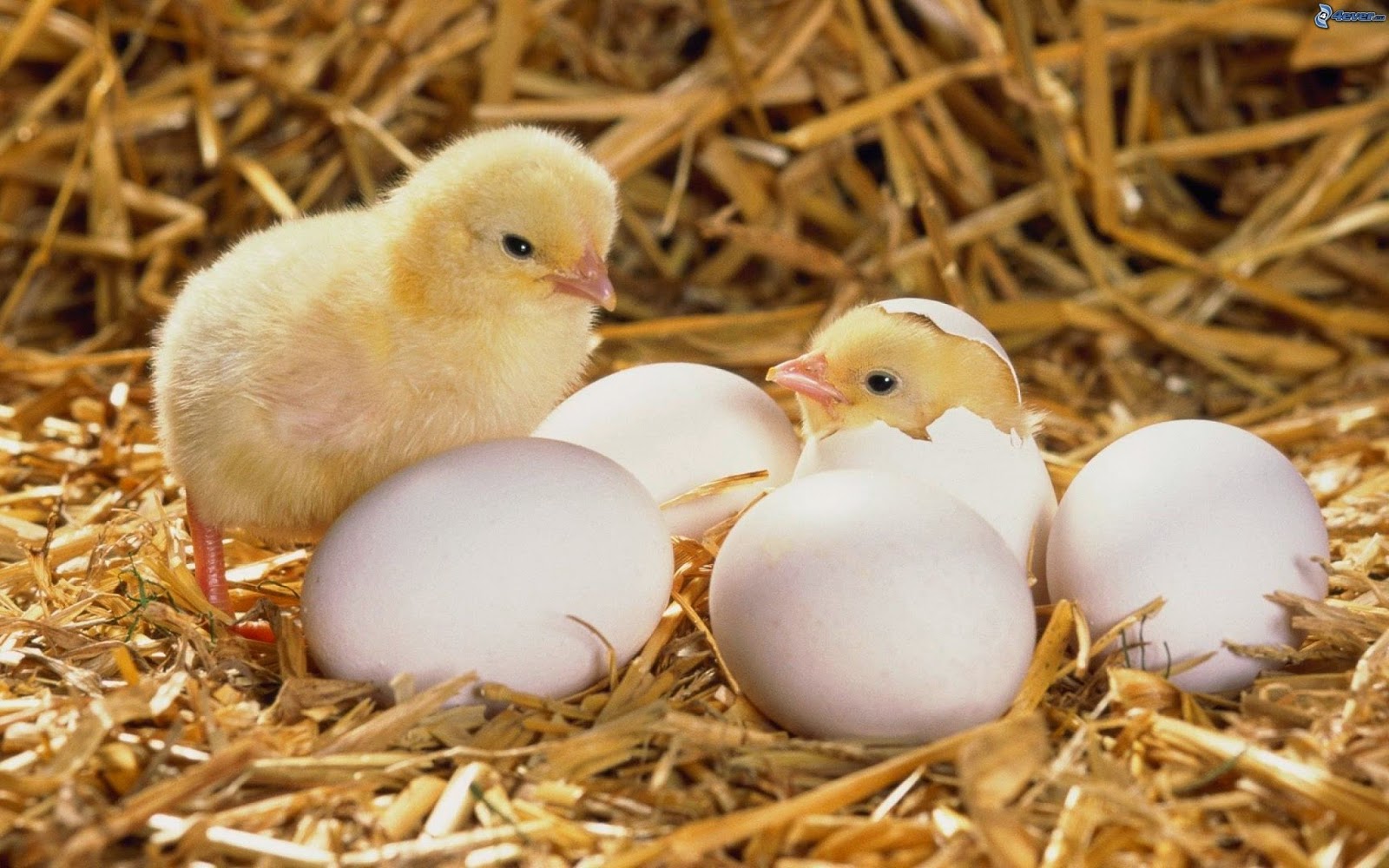 Un blog diferente: Los pollitos de colores