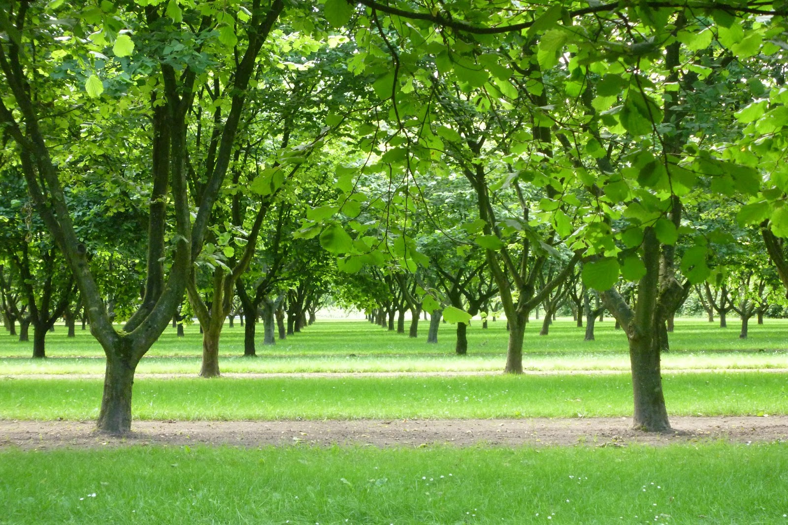 Bomenstichting Achterhoek: Hazelnotenboomgaard