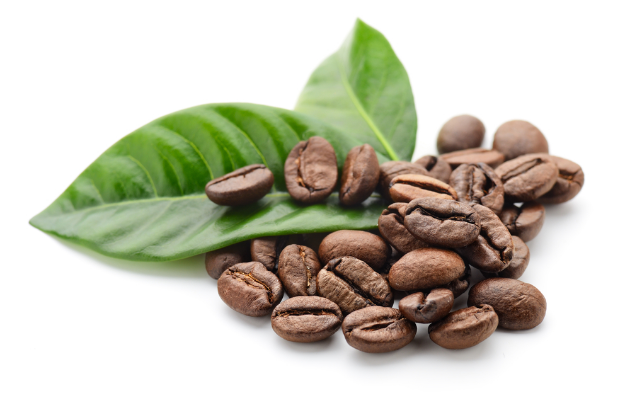The Benefits Of Coffee Leaves