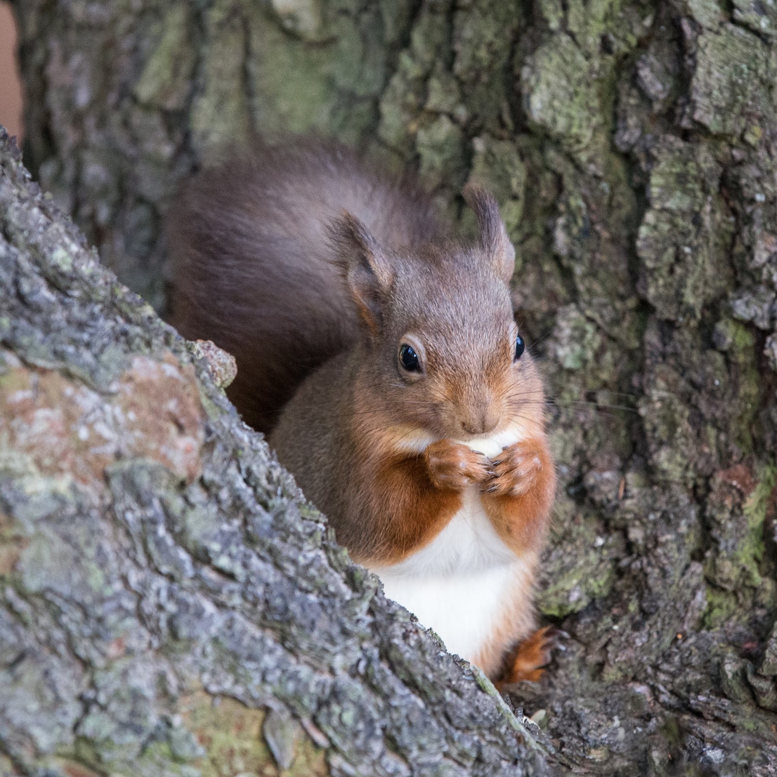 TrogTrogBlog: Wind-swept squirrels