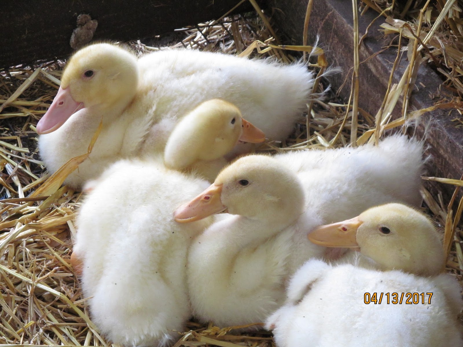 Precious Moments: New Baby Ducks
