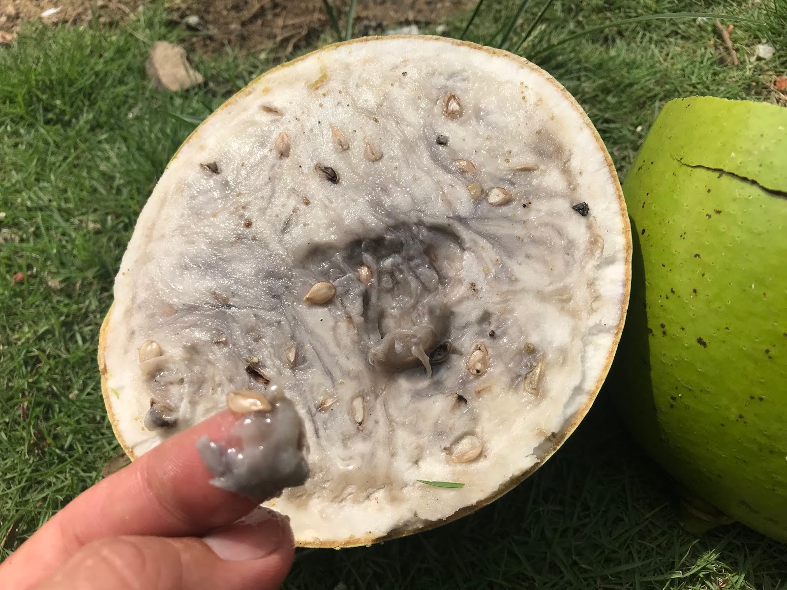 新/马草药自然医学: 鐵西瓜（樹西瓜）Uses of Miracle Fruit (Calabash)MANFAAT Buah labu kayu