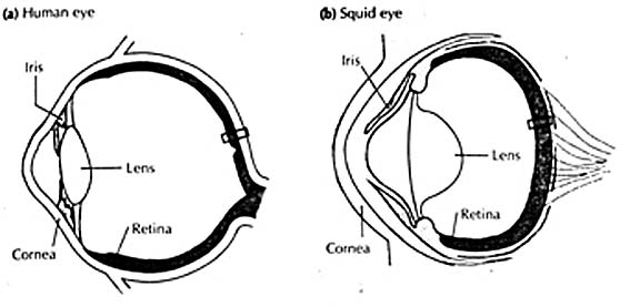 anthroblogspot: Homologous vs. Analogous Traits