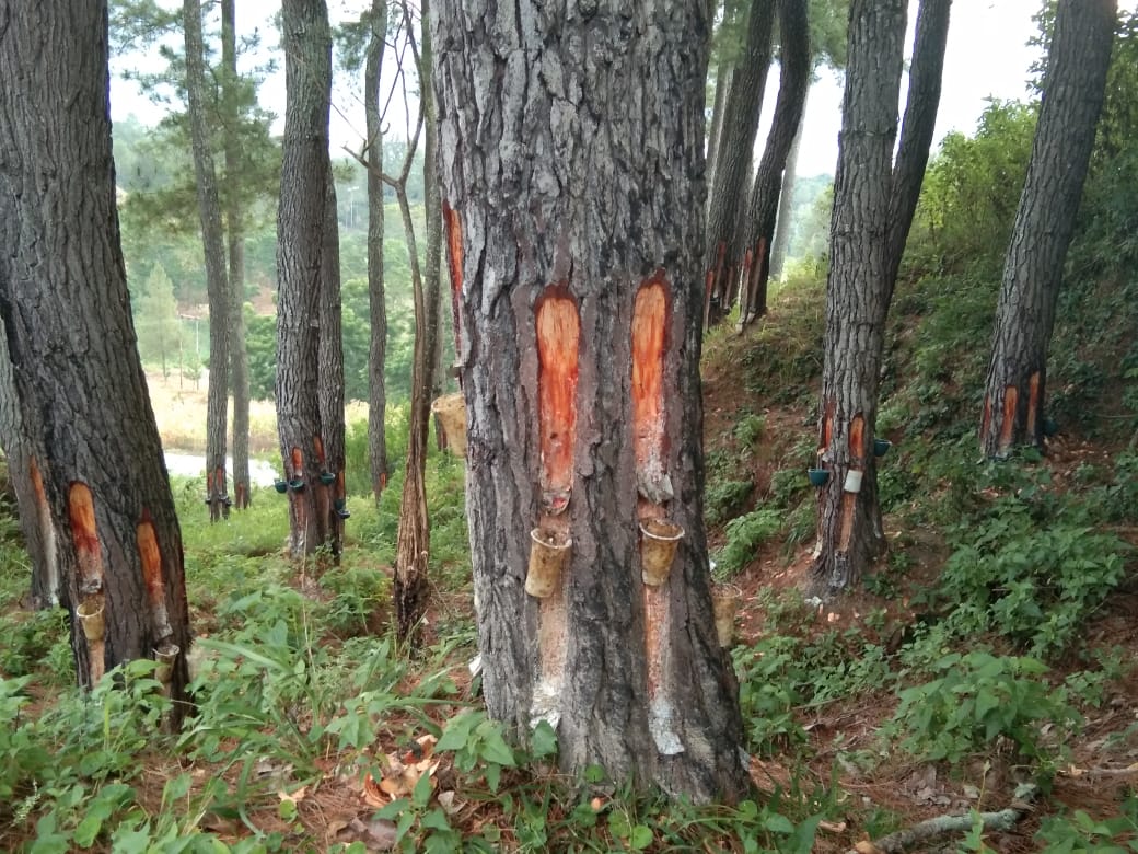 Penyadapan Getah Pinus Tanpa Aturan Marak di Samosir