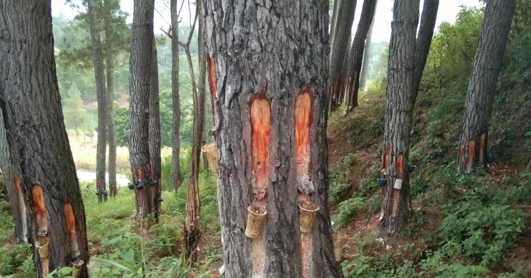 Penyadapan Getah Pinus Tanpa Aturan Marak di Samosir