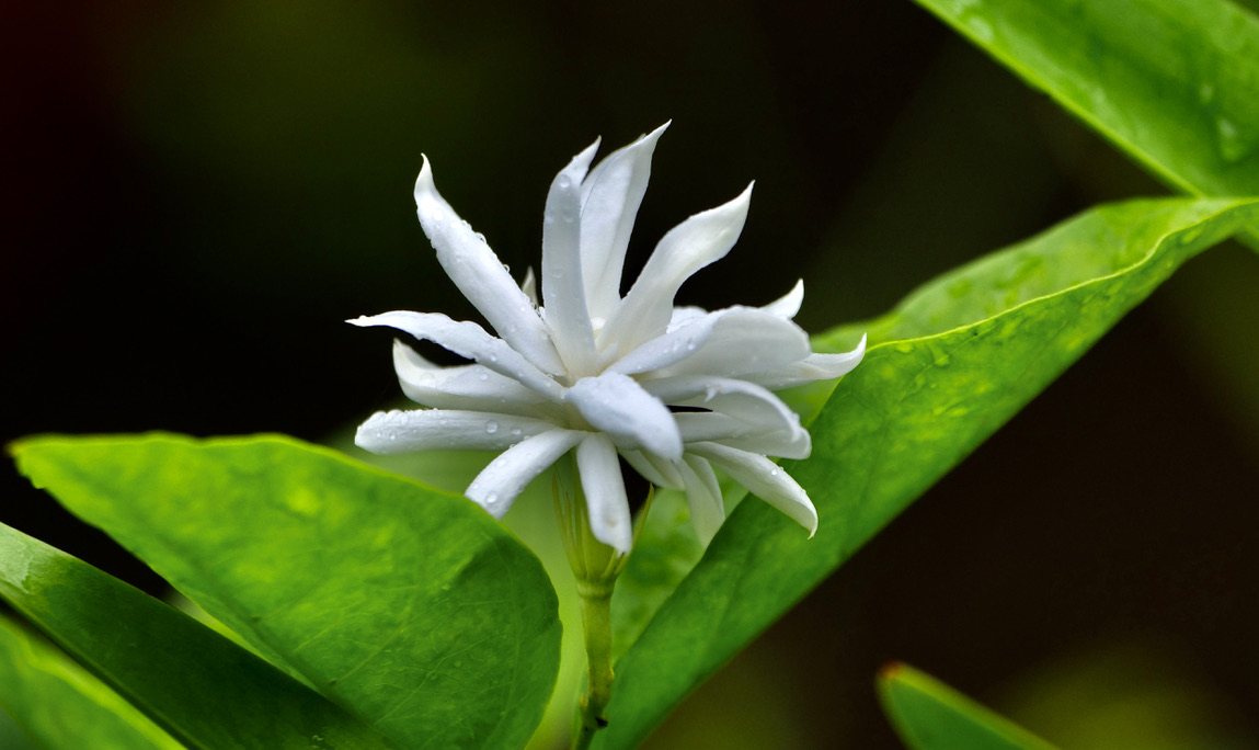 Waymarks on a Journey