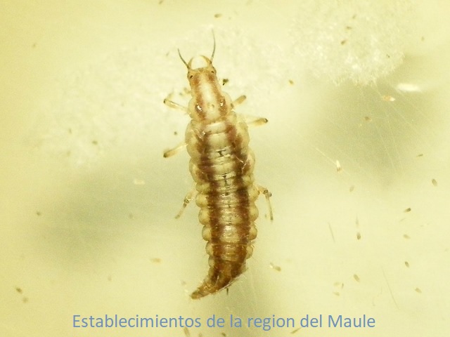 Liceos agrícolas producirán insectos benéficos