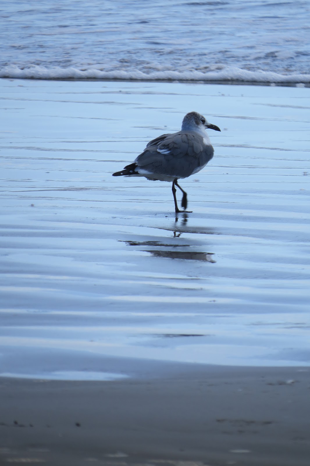 Readerbuzz: Birdwatching on the Beach