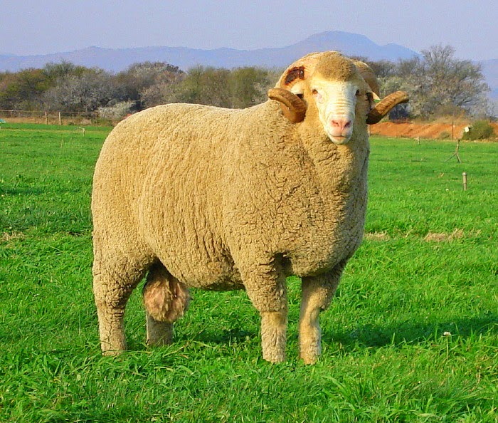 Ram Care – Practical advice! ~ Amass Farming Tips & Info