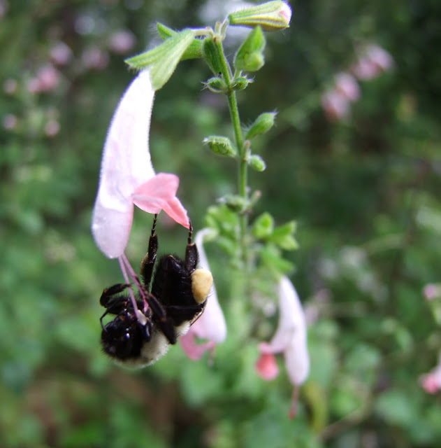 clay and limestone: It's Always The Time To Think About Pollinators!