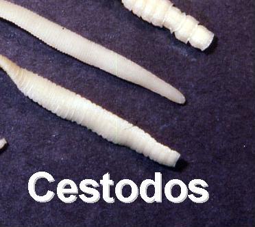 Clínica Veterinaria Garfiel: abril 2012