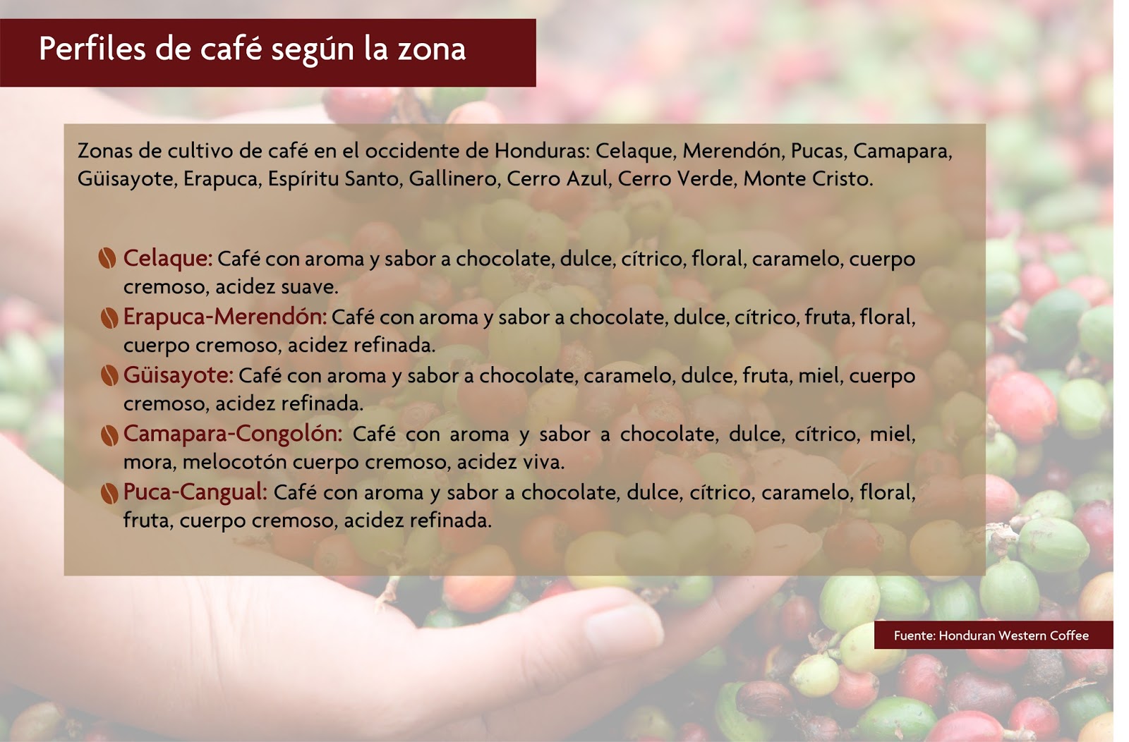 Café bien conversado: SANTA ROSA DE COPÁN: LA CAPITAL DEL BUEN CAFÉ