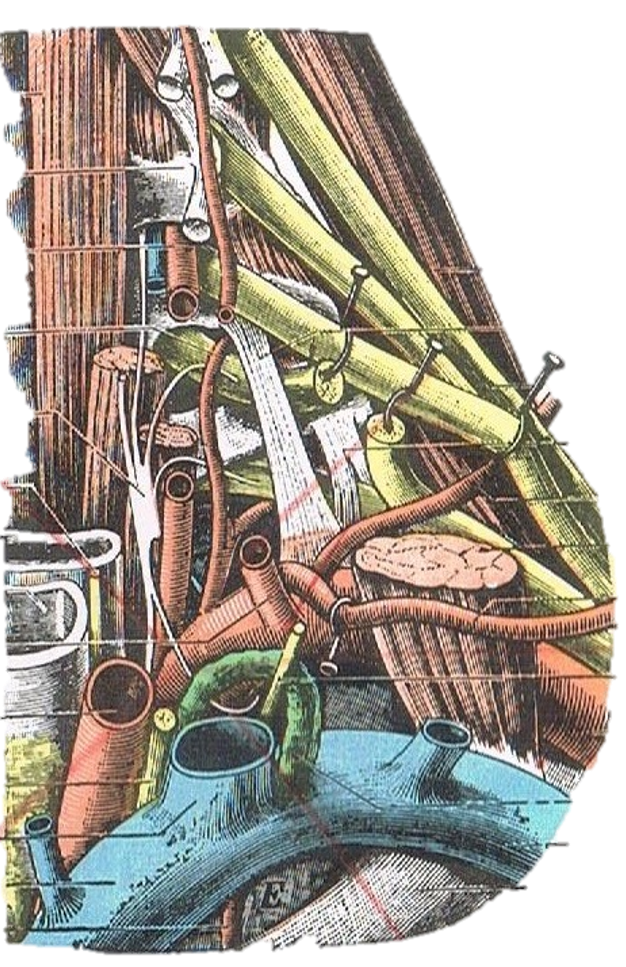 Biblioteca Acuerdo Estudiantil Medicina: Anatomía Descriptiva de Testut ...