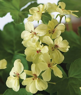 lucys garden: GERANIUMS...NOT JUST YOUR GRAMMA'S FLOWER.