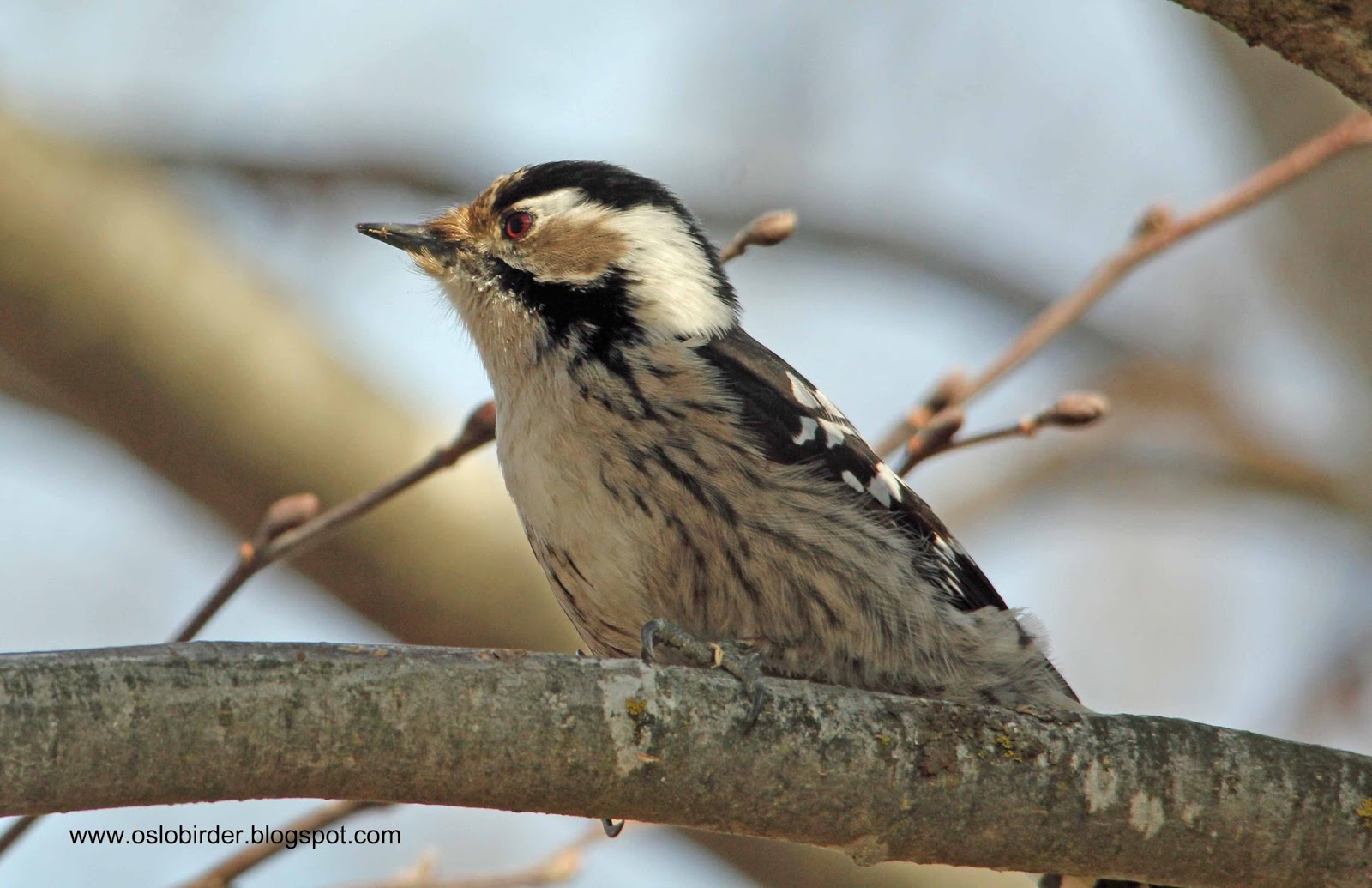 OSLO BIRDER: Lesser Spotted Woodpeckers