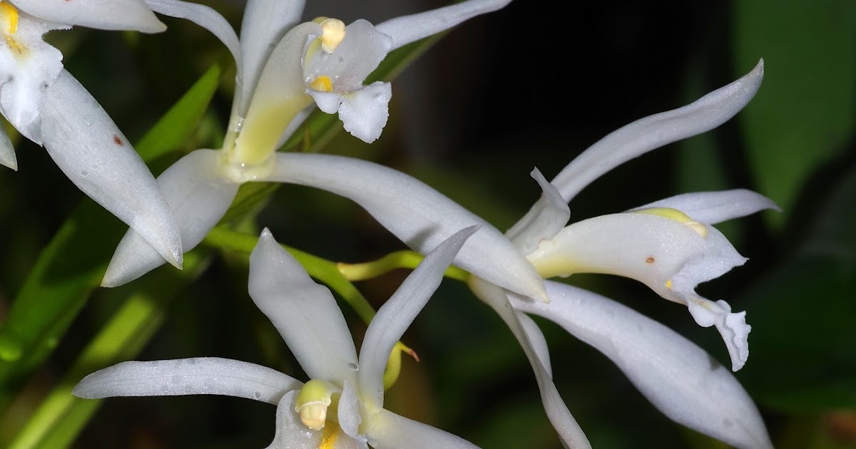 Orquídeas soltas: Cymbidium mastersii