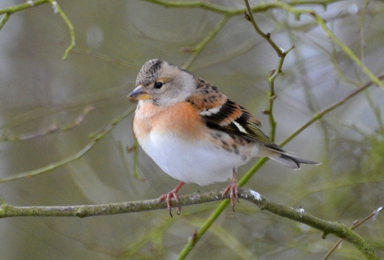 The Early Birder: Brambling - Norfolk